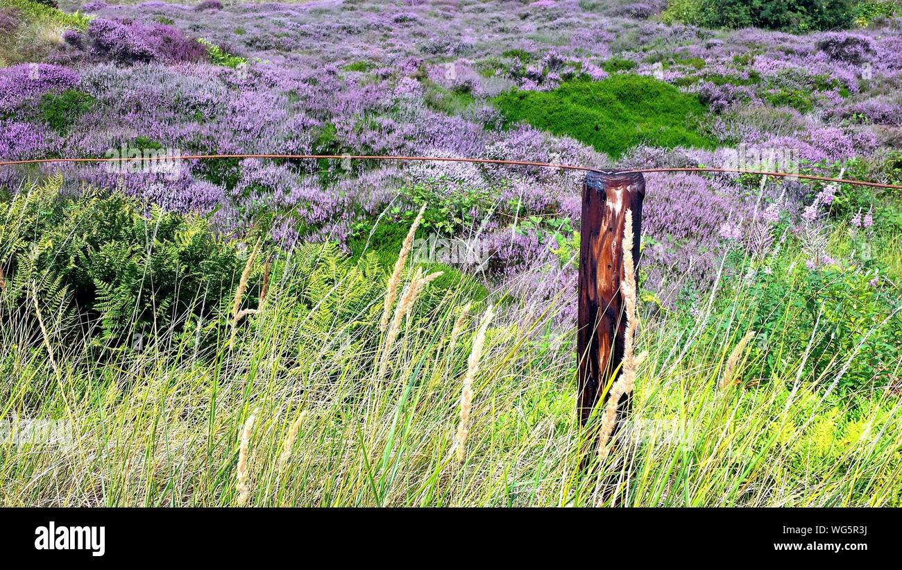 Old Pole High Resolution Stock Photography and Images - Alamy