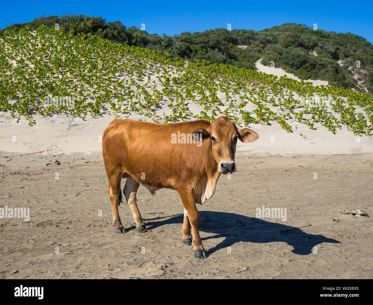 The cow london hi-res stock photography and images - Alamy