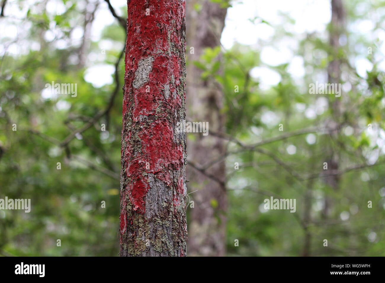 Red tree hi-res stock photography and images - Alamy