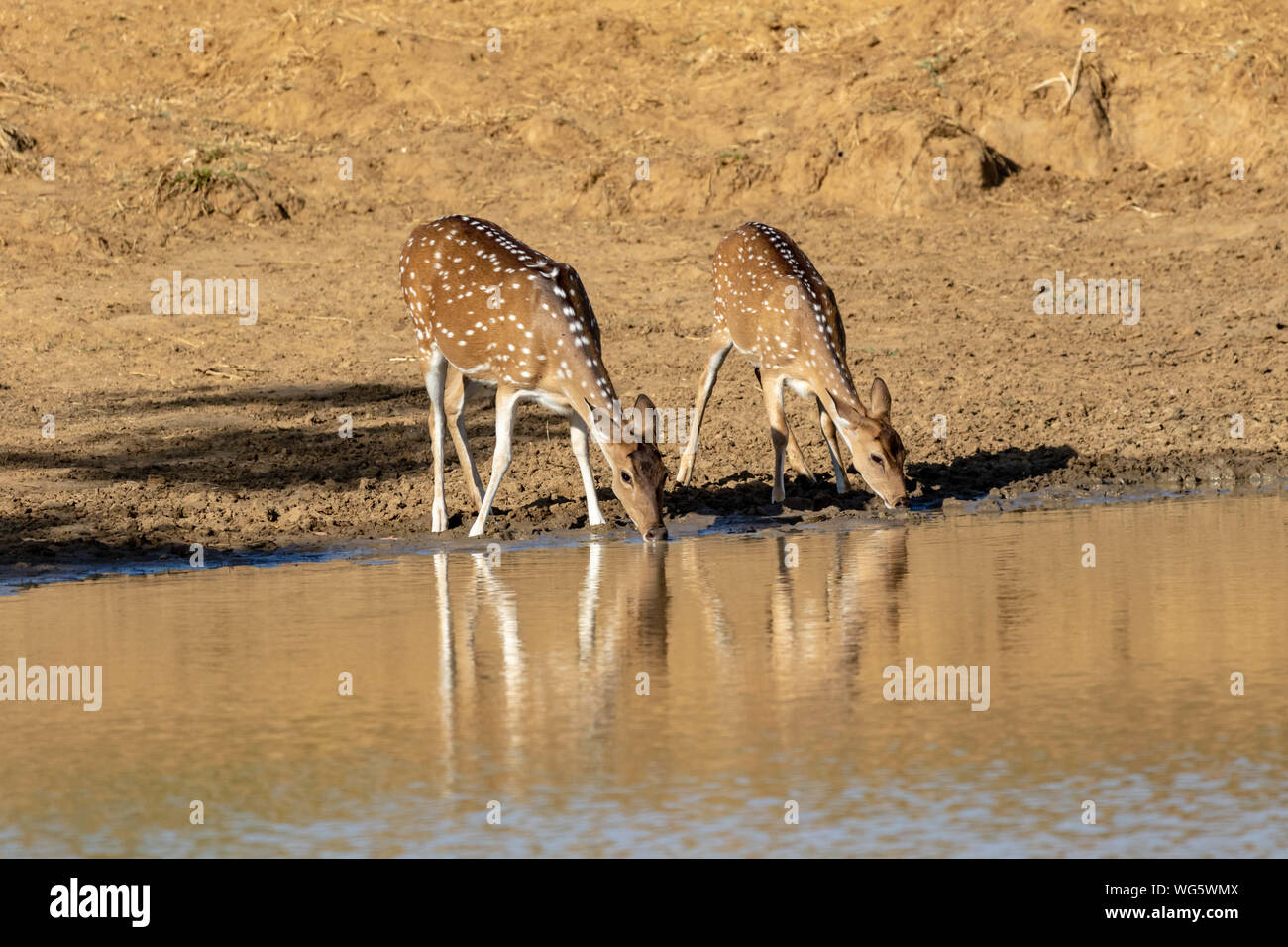 Antelopes at a waterhole while drinking Stock Photo - Alamy