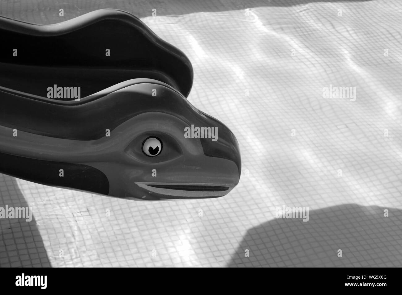 Snake swimming pool hi-res stock photography and images - Alamy