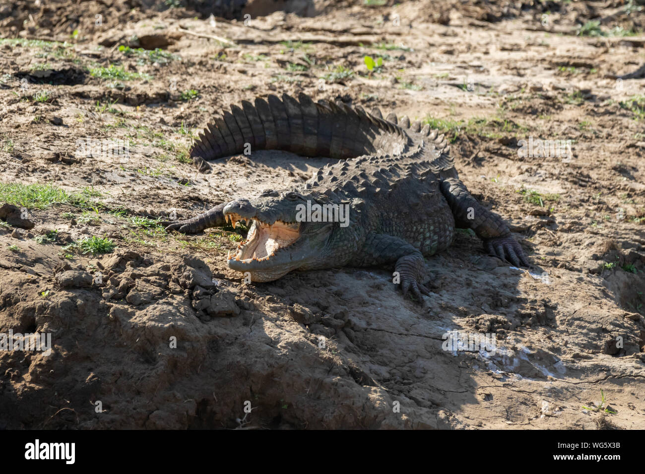 No crocodiles hi-res stock photography and images - Alamy