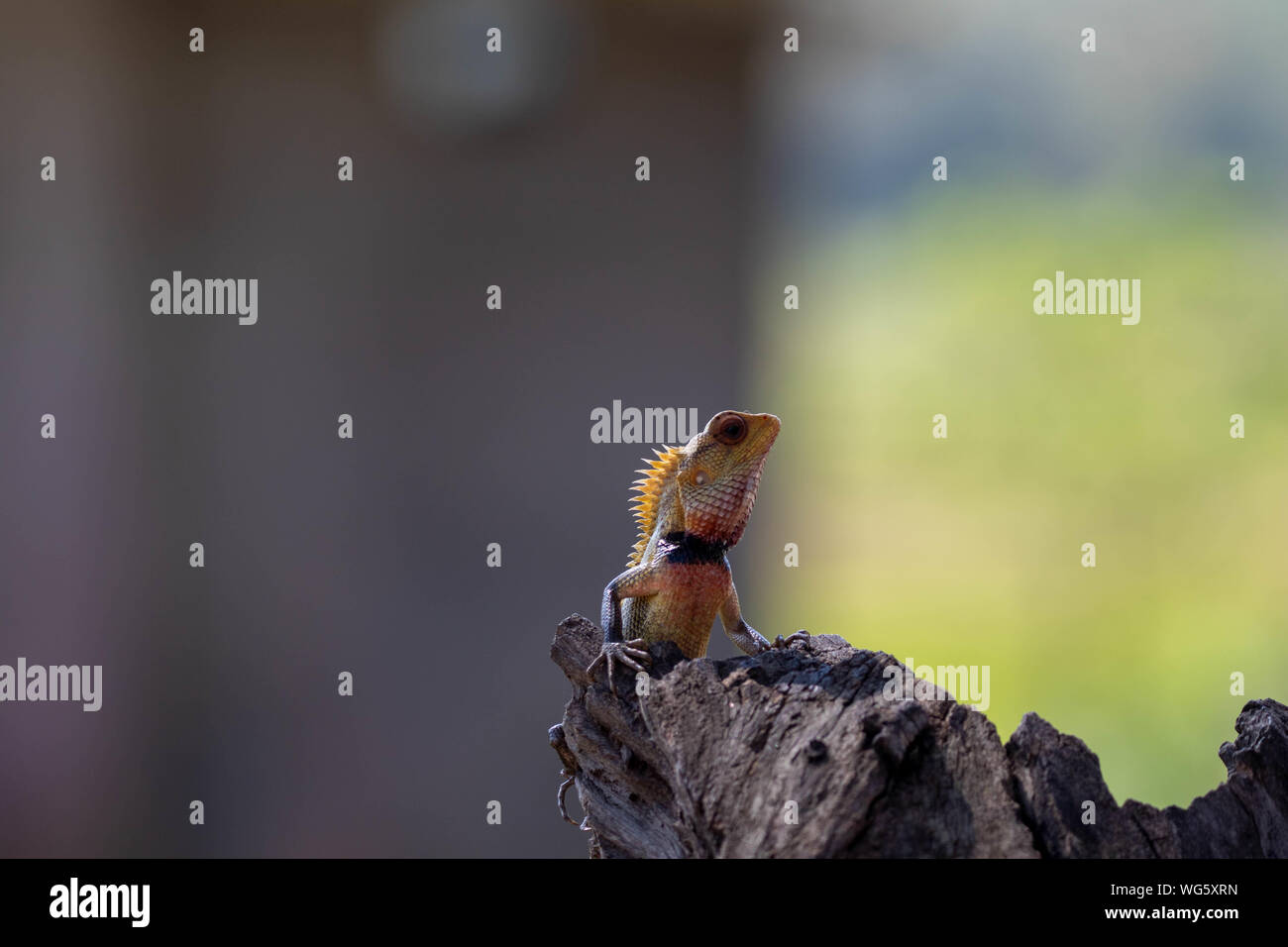 Portrait of a Reptile on Sri Lanka Stock Photo - Alamy