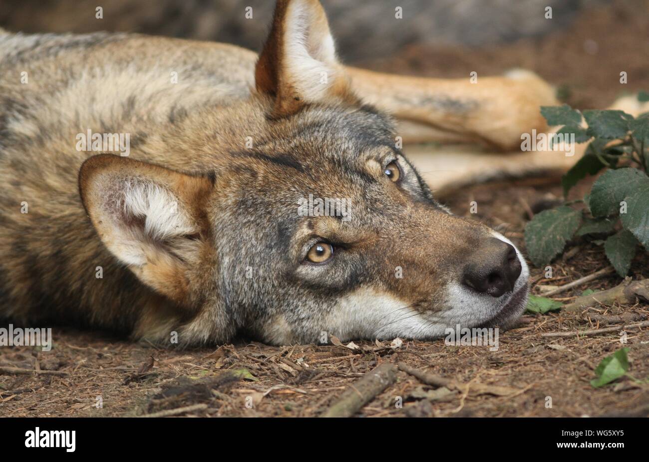 Wolf down hi-res stock photography and images - Alamy