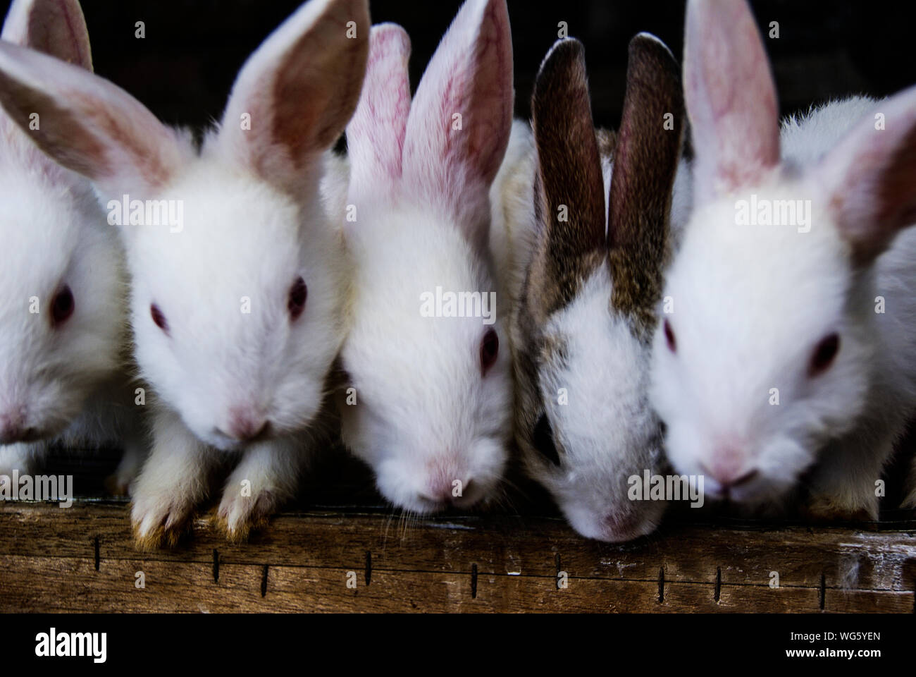 Five rabbits hi-res stock photography and images - Alamy