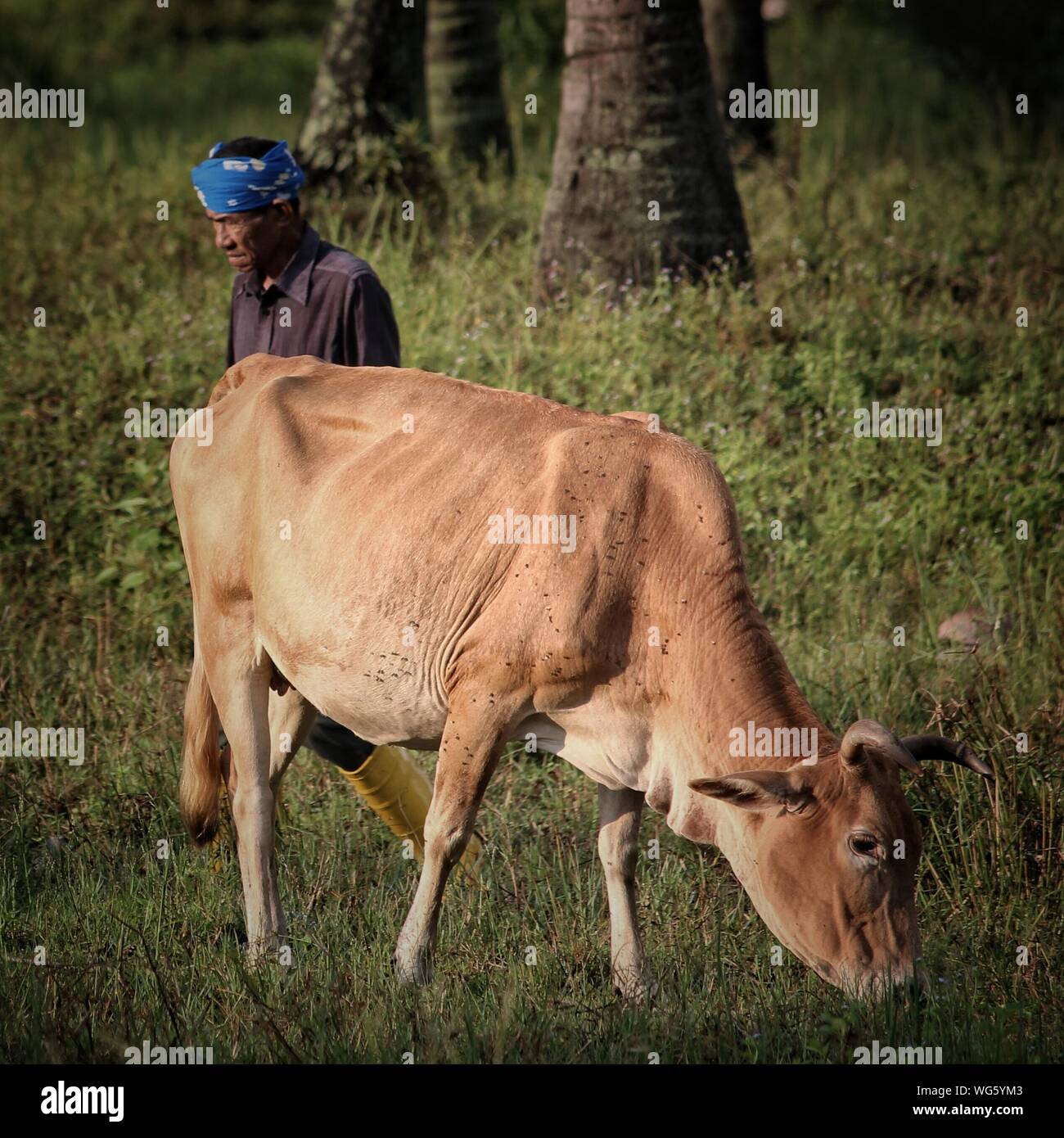 Standing on grazing hi-res stock photography and images - Alamy