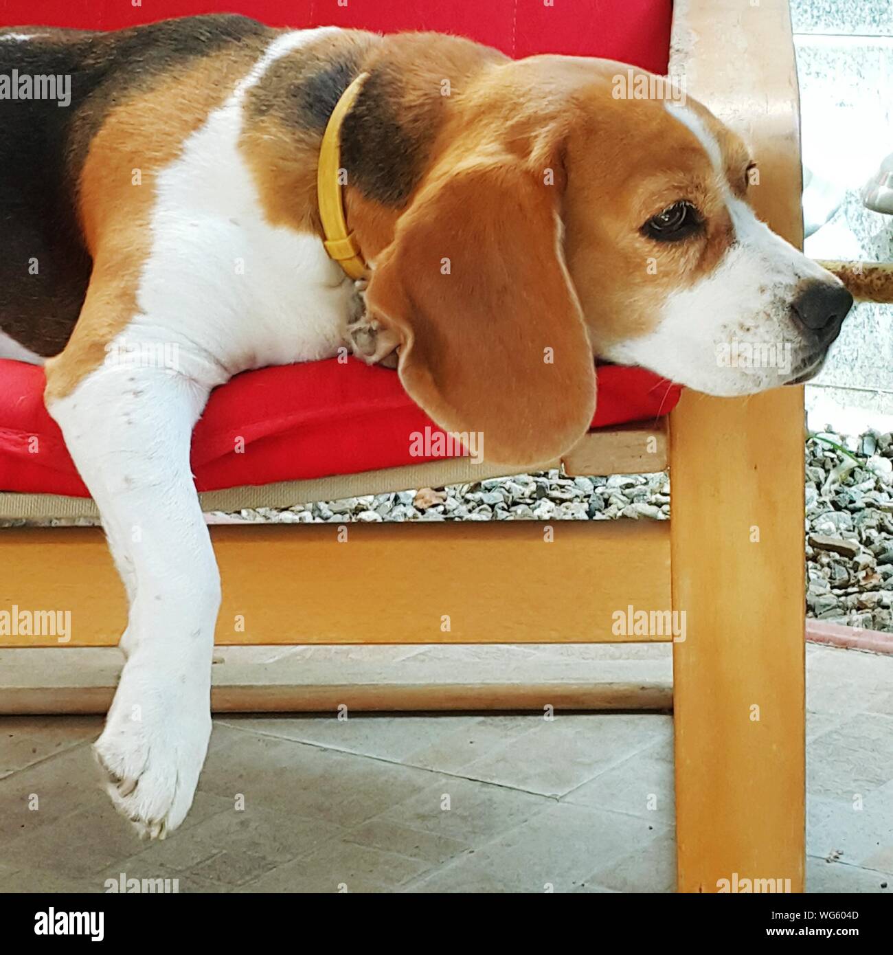 Resting beagle hi-res stock photography and images - Alamy