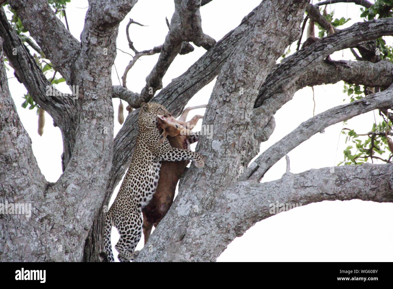 Leopard prey on tree hi-res stock photography and images - Alamy