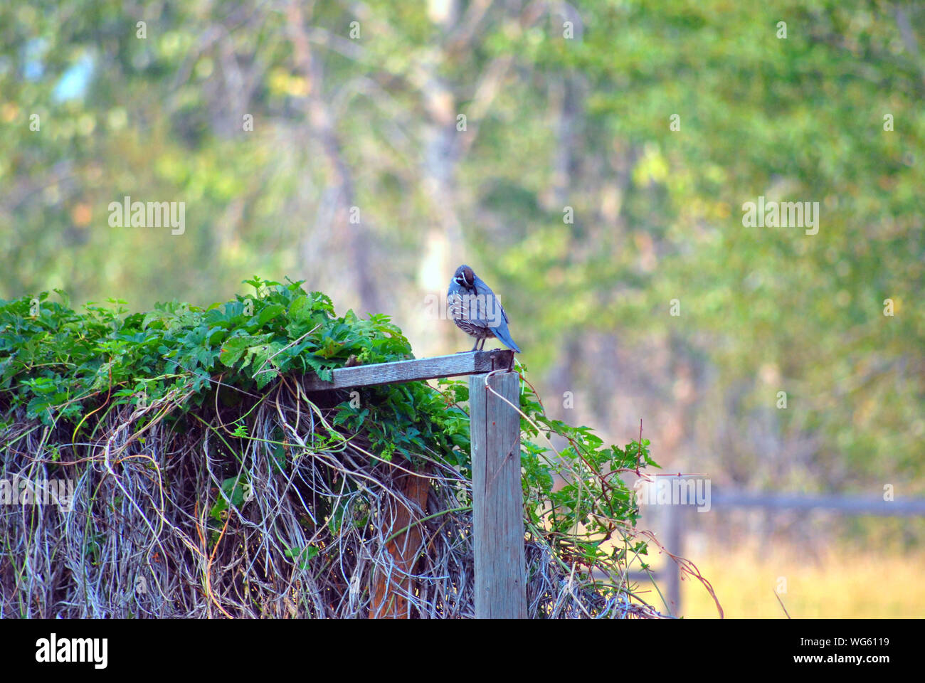 Bird grooming hi-res stock photography and images - Alamy