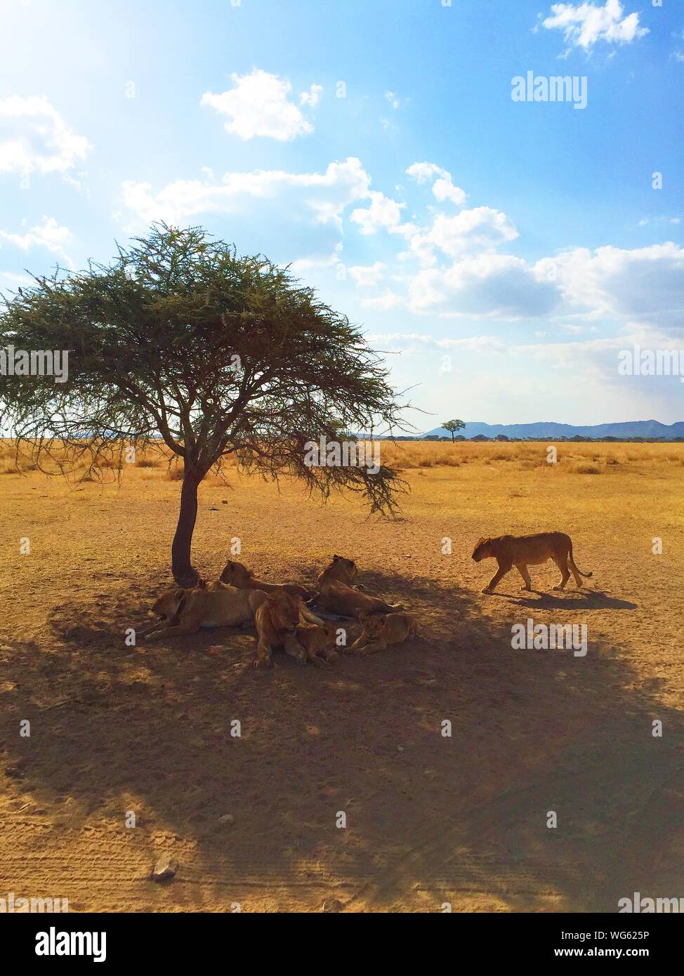 Lion resting under tree hi-res stock photography and images - Alamy