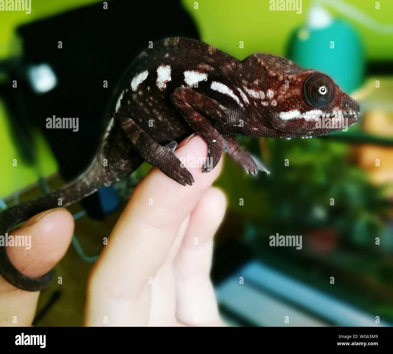 Chameleon On Hand High Resolution Stock Photography and Images - Alamy