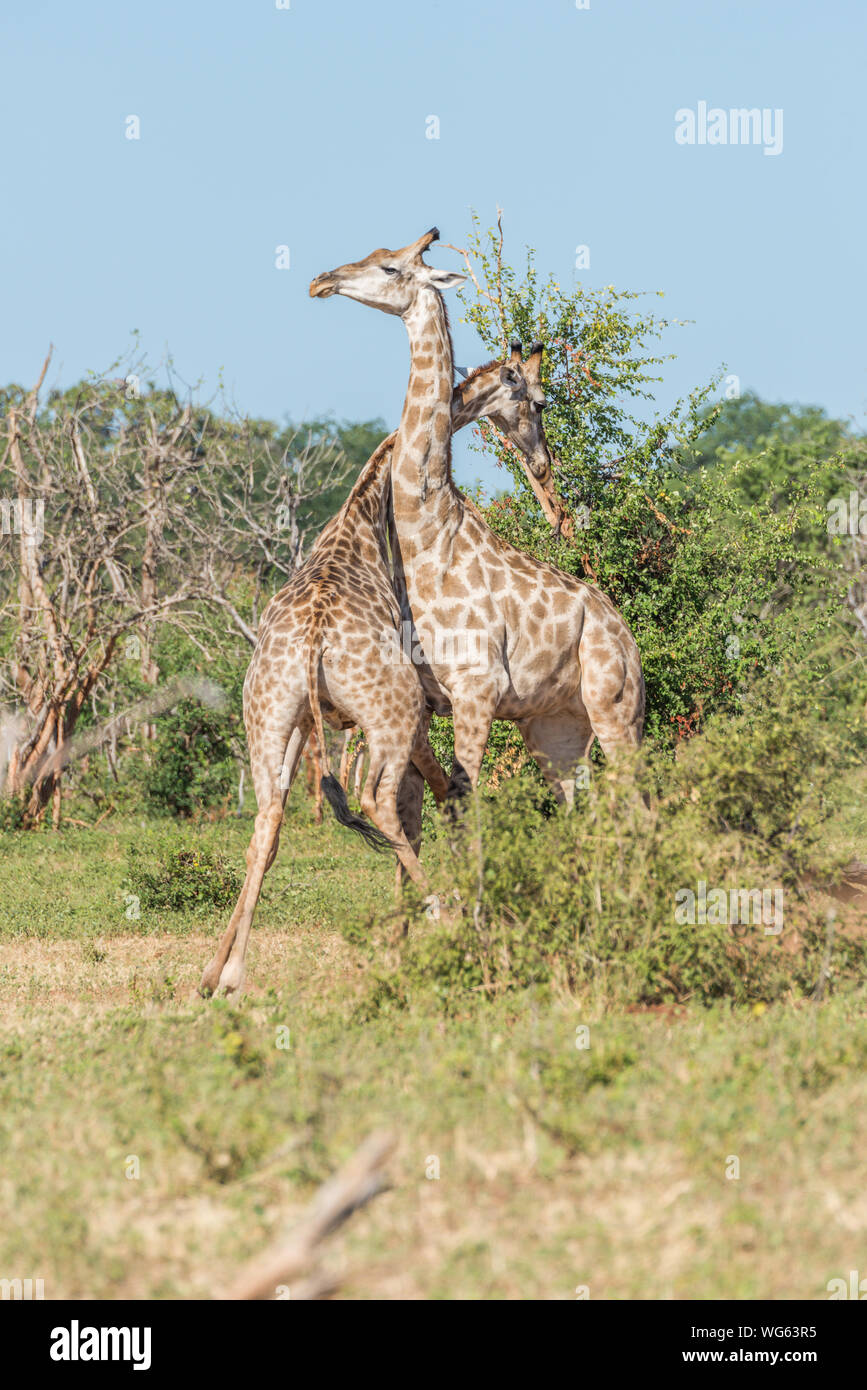 Two male giraffe fighting hi-res stock photography and images - Alamy
