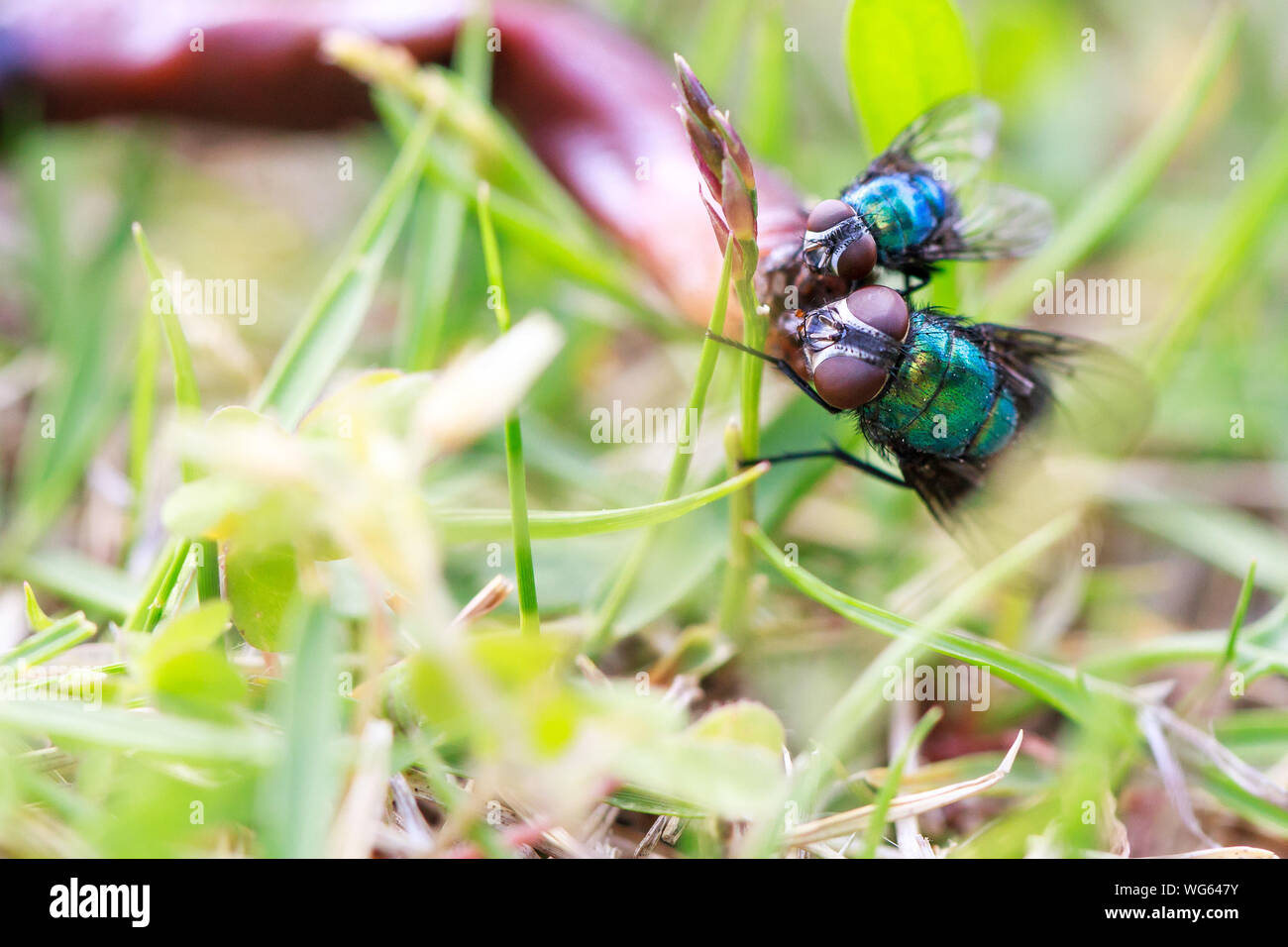 Dead worm hi-res stock photography and images - Alamy