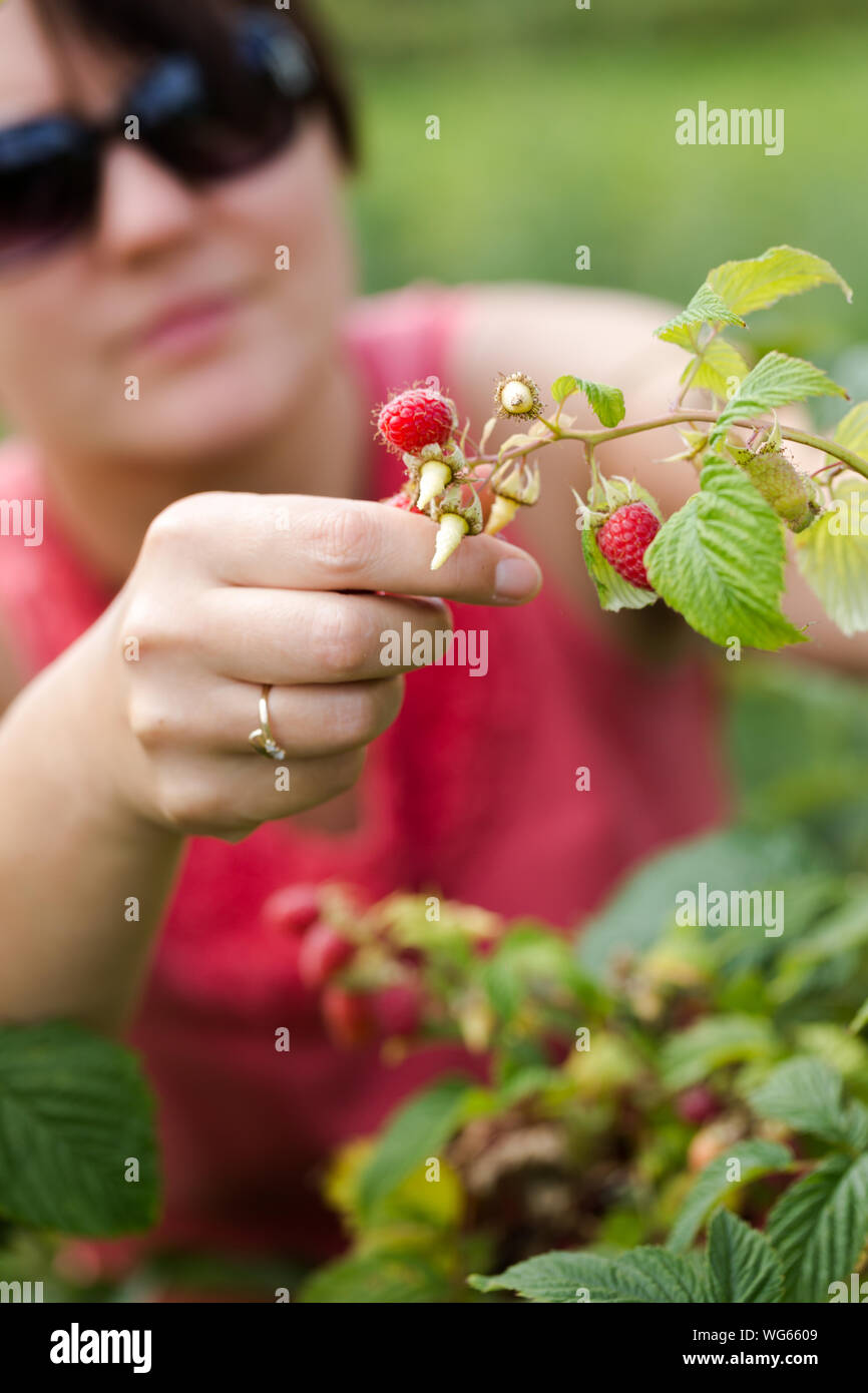 Raspberry farm picking hi-res stock photography and images - Alamy