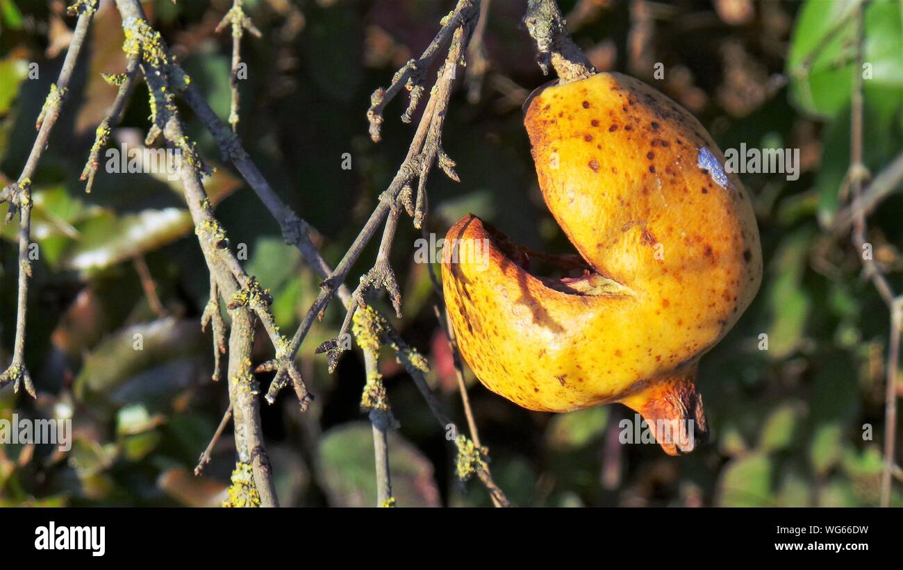 Fruit rotting on tree hi-res stock photography and images - Alamy