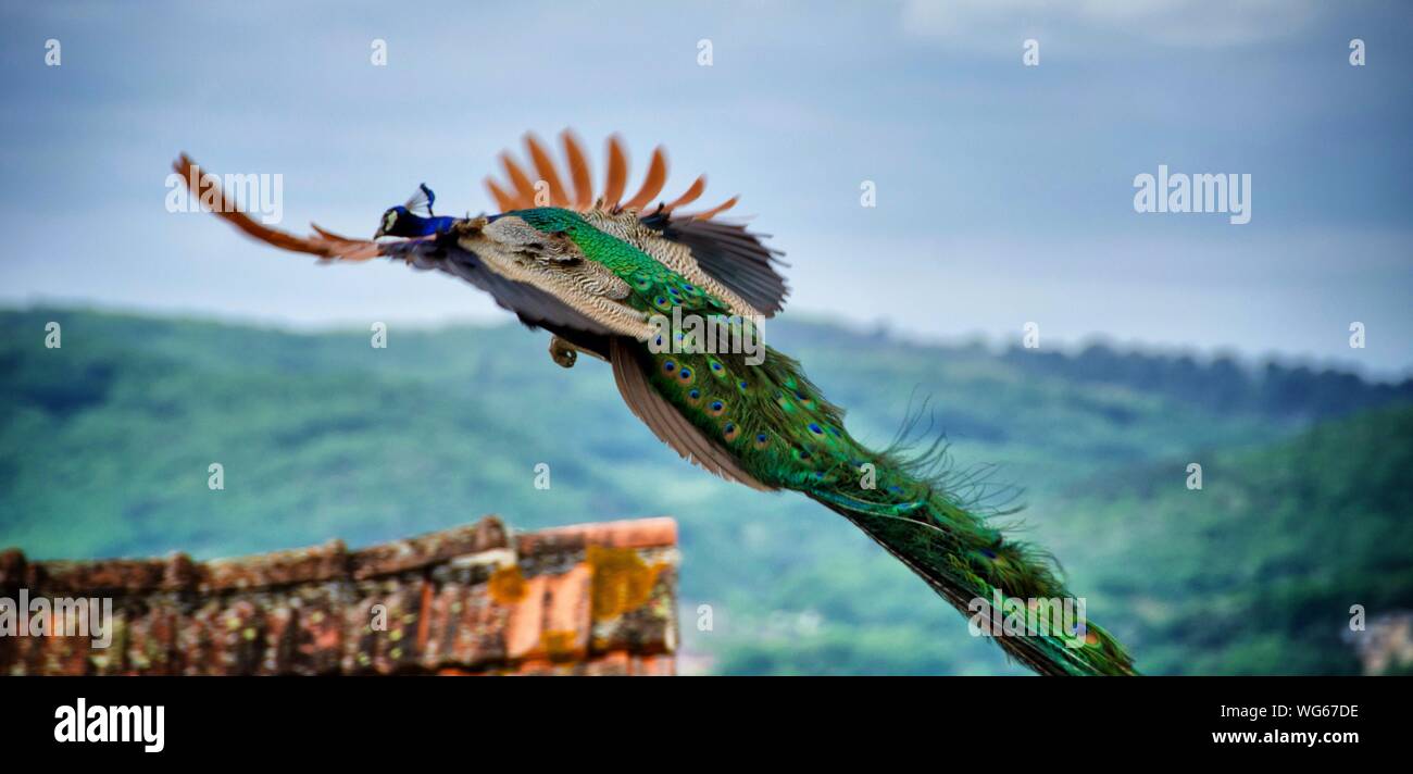 Flying peacock hi-res stock photography and images - Alamy