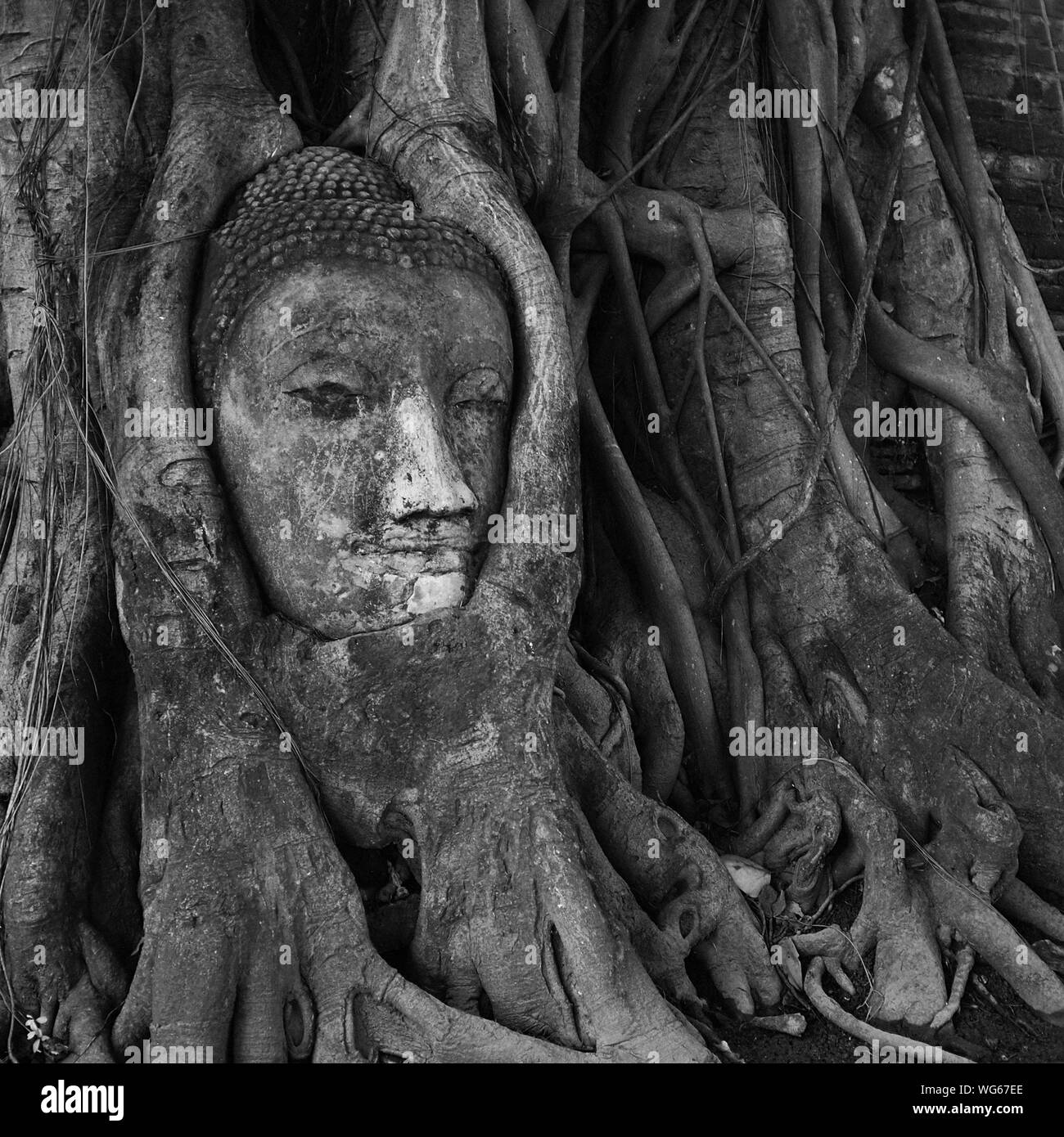 Sculpture tree trunk hi-res stock photography and images - Alamy
