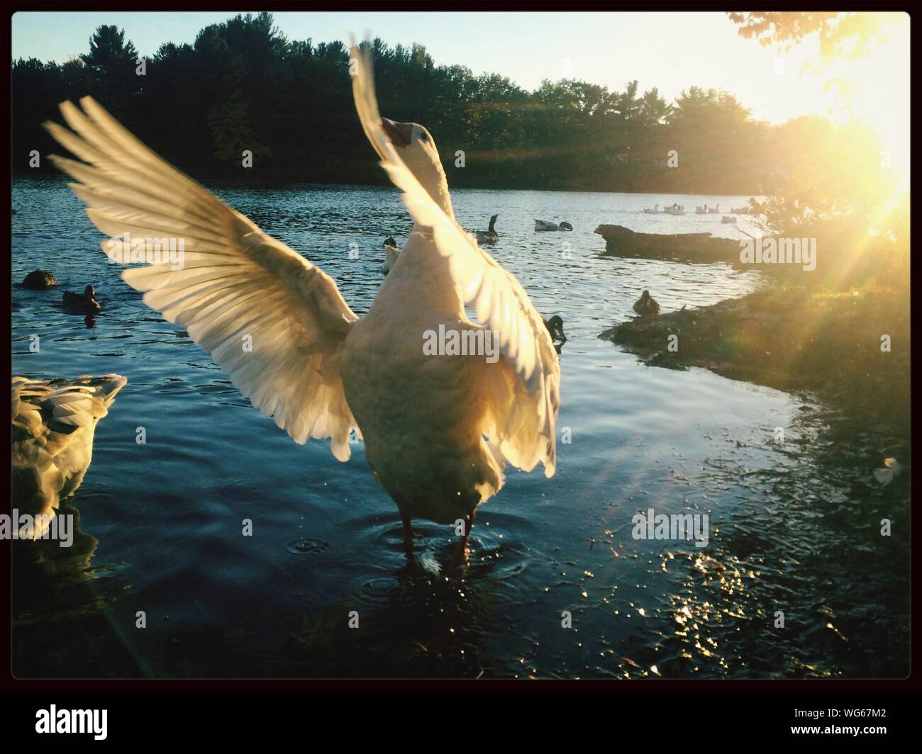 White swan wings hi-res stock photography and images - Alamy