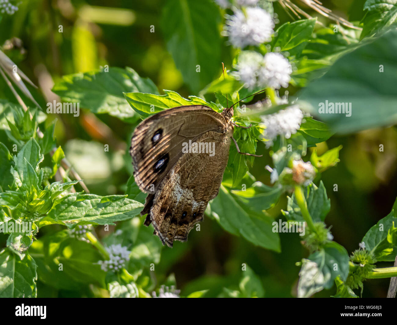 Dryad butterfly hi-res stock photography and images - Alamy