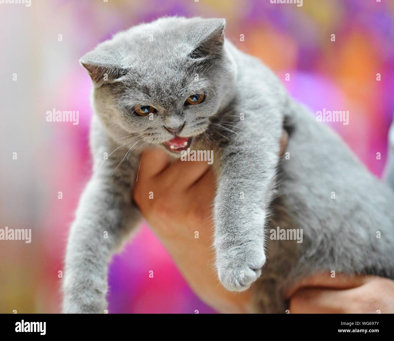 Irritated cat hi-res stock photography and images - Alamy