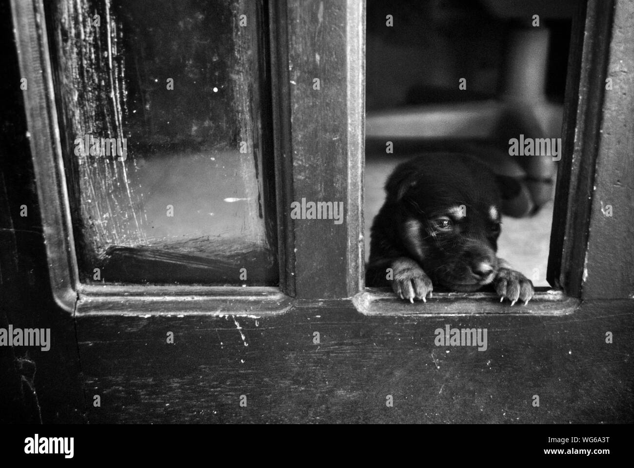 Dog head window Black and White Stock Photos & Images - Alamy