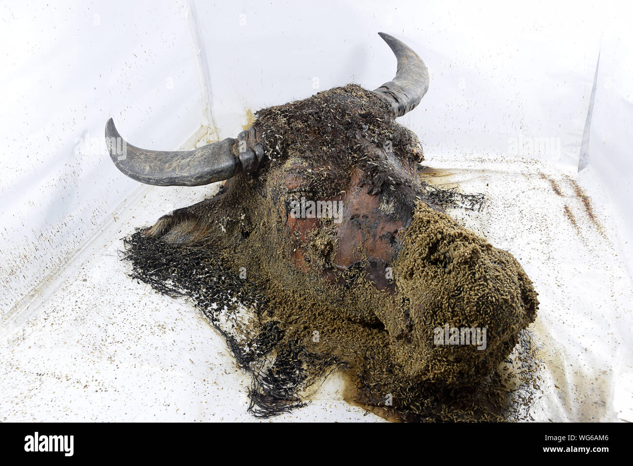Buffalo head close up hi-res stock photography and images - Alamy