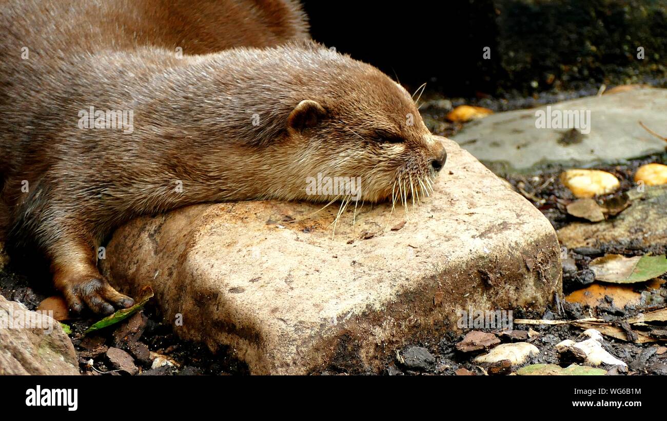 Otter Lying Down High Resolution Stock Photography and Images - Alamy