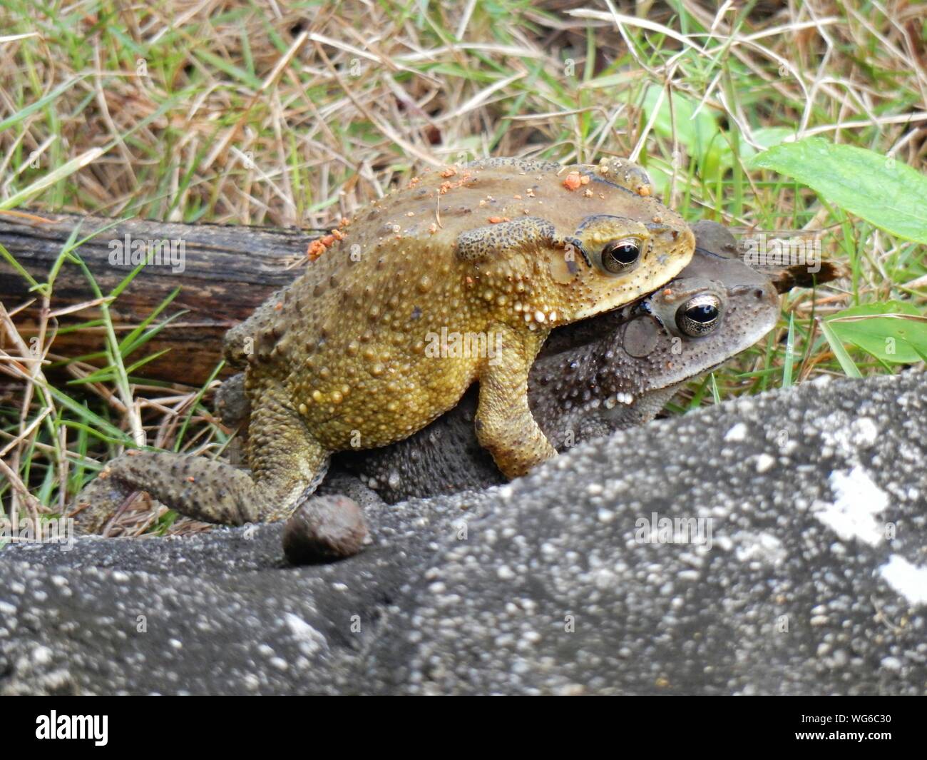 Male and female frogs mating hi-res stock photography and images - Alamy