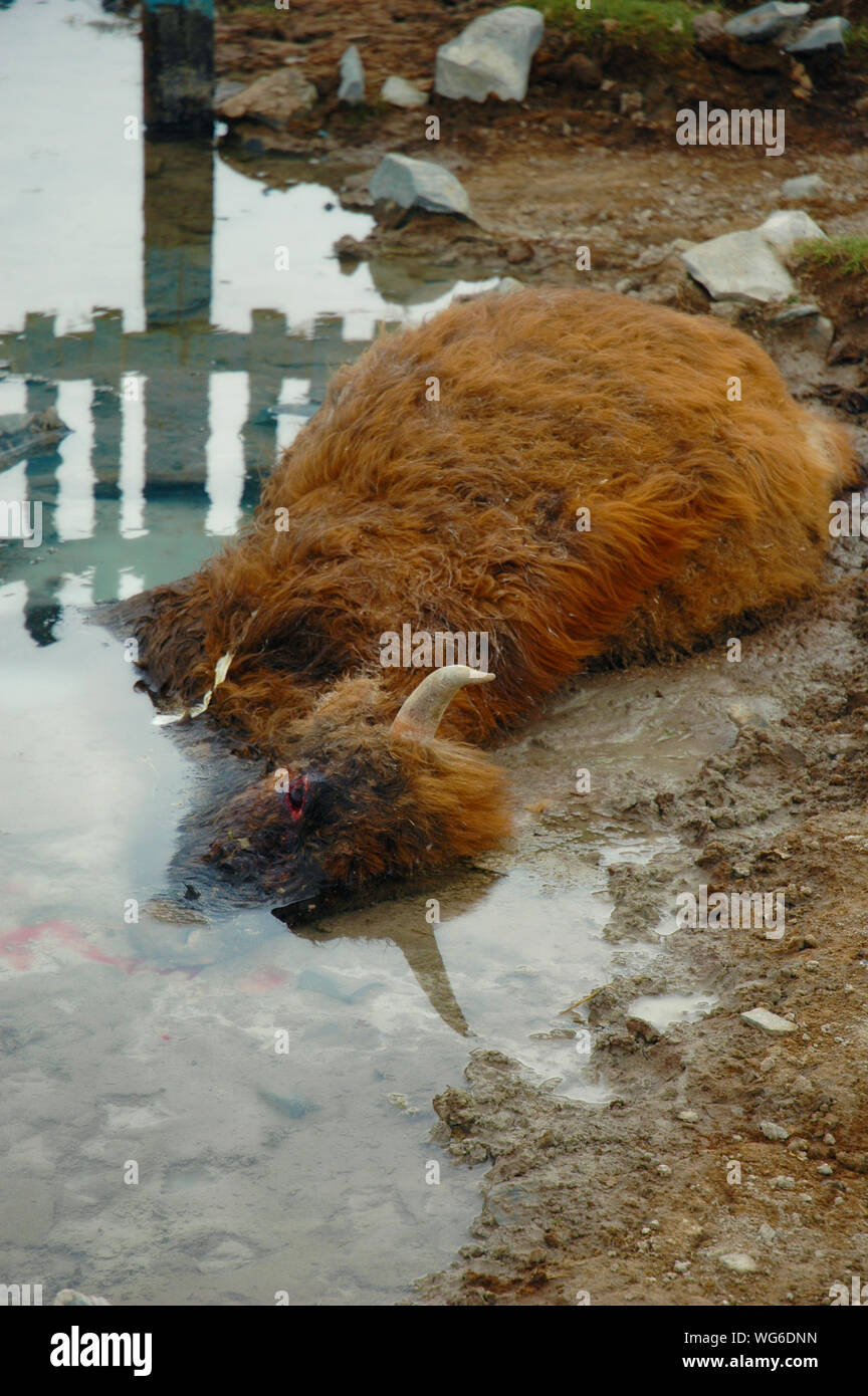 Dead Cow High Resolution Stock Photography and Images - Alamy