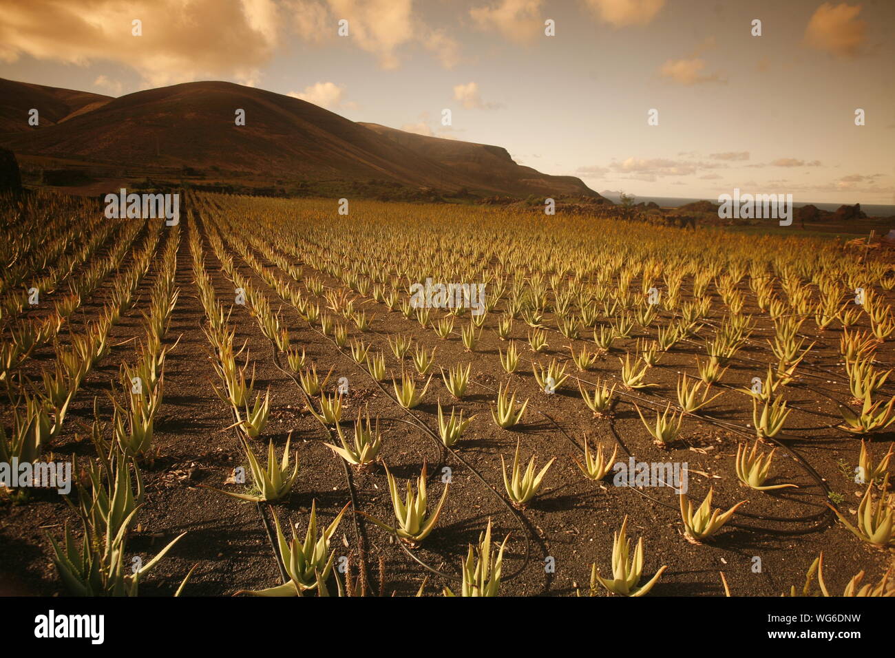 Aloe Vera Farm High Resolution Stock Photography and Images - Alamy