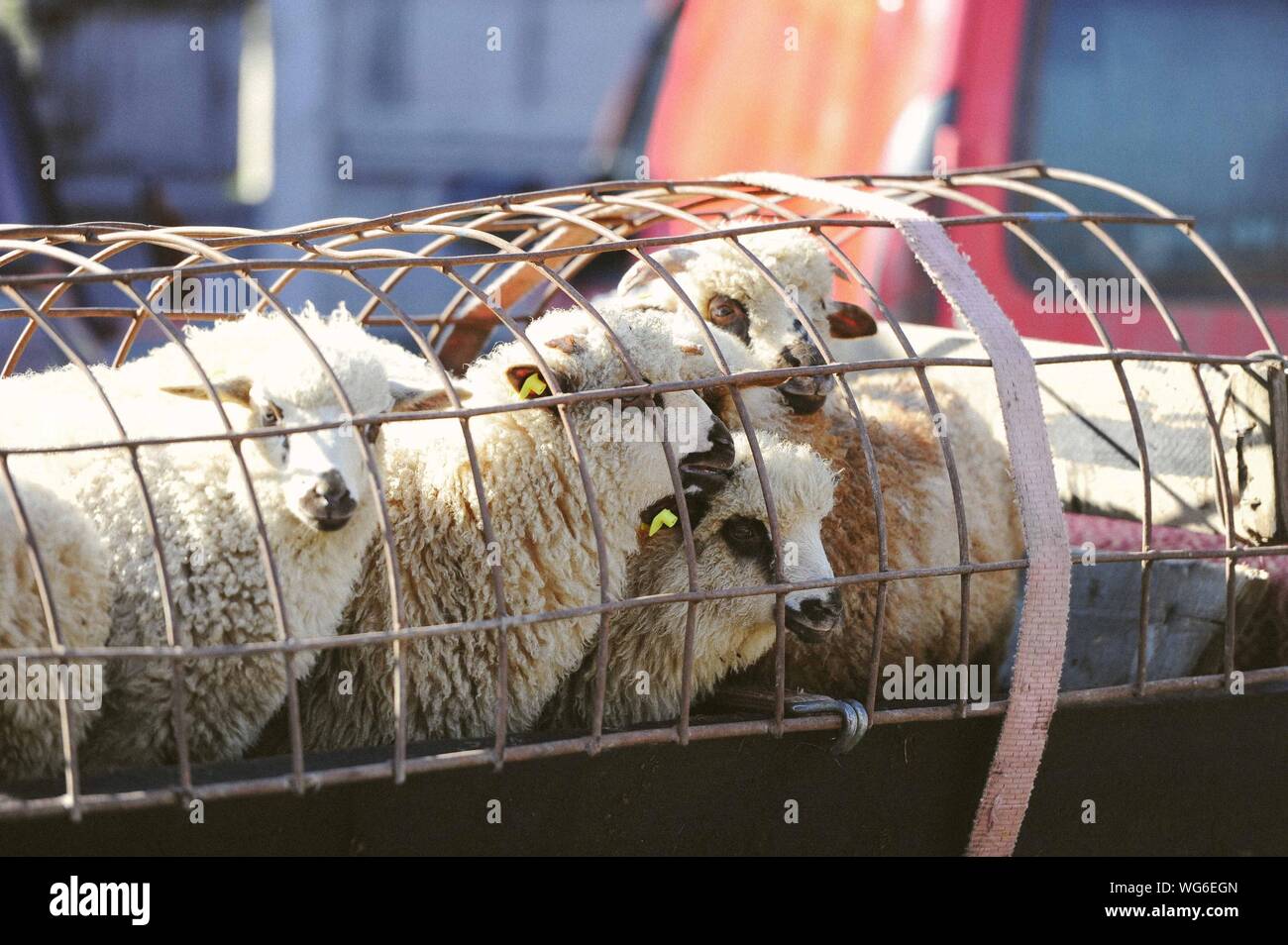 Cage of sheep hi-res stock photography and images - Alamy