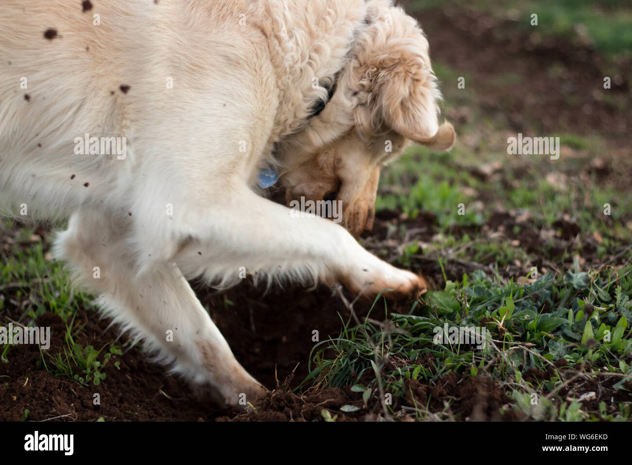 Golden retriever digging hi-res stock photography and images - Alamy