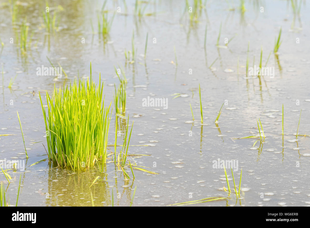 Rice plant water growing hi-res stock photography and images - Alamy