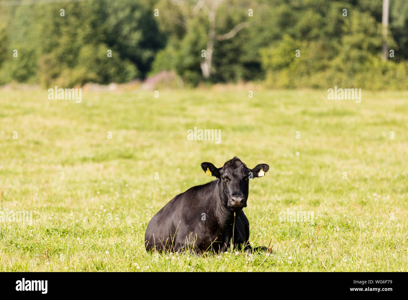 Grassland cow hi-res stock photography and images - Alamy