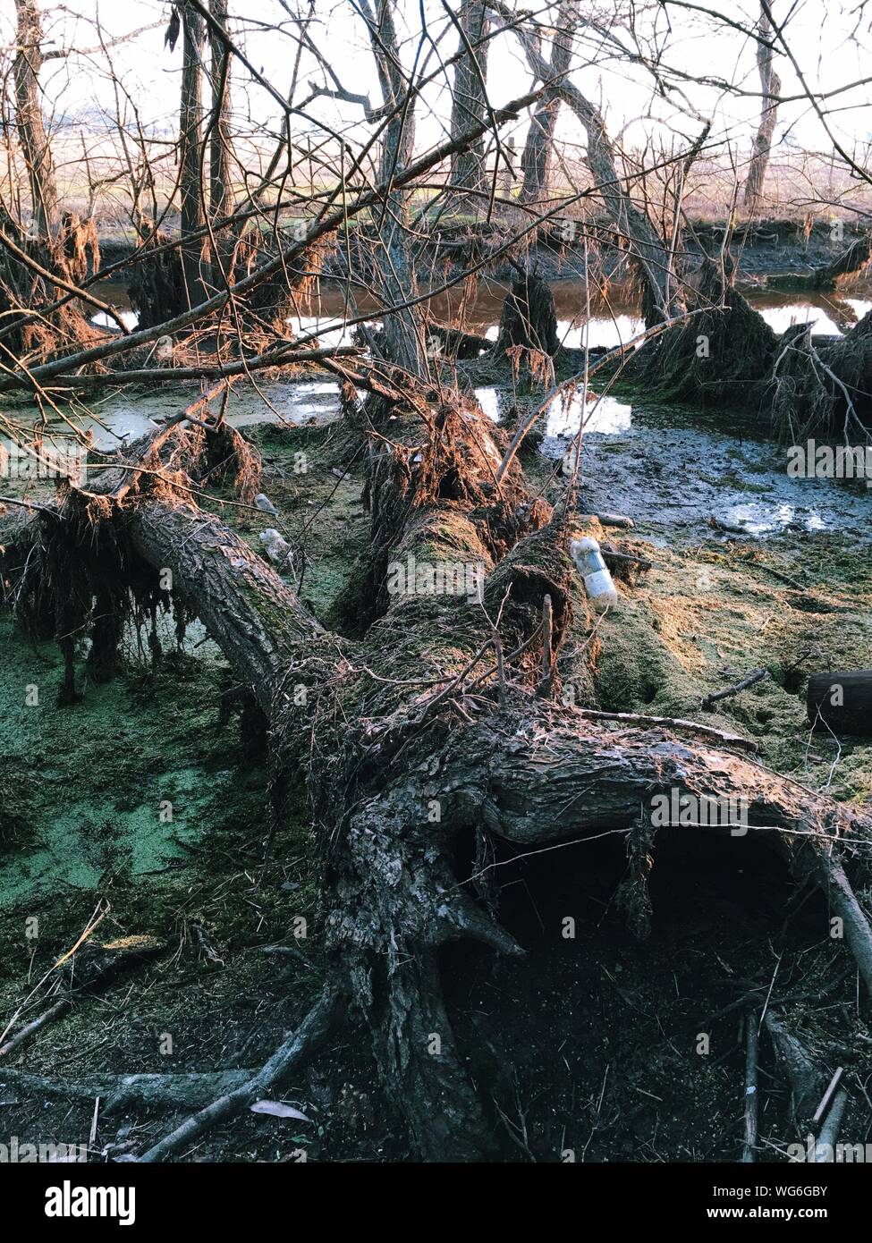 Fallen Tree On Swamp Stock Photo - Alamy