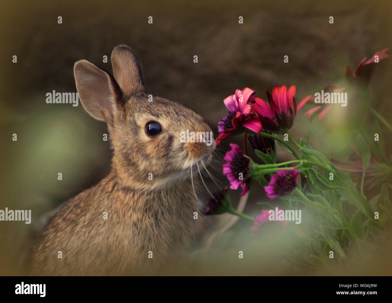 Rabbit flowers hi-res stock photography and images - Alamy