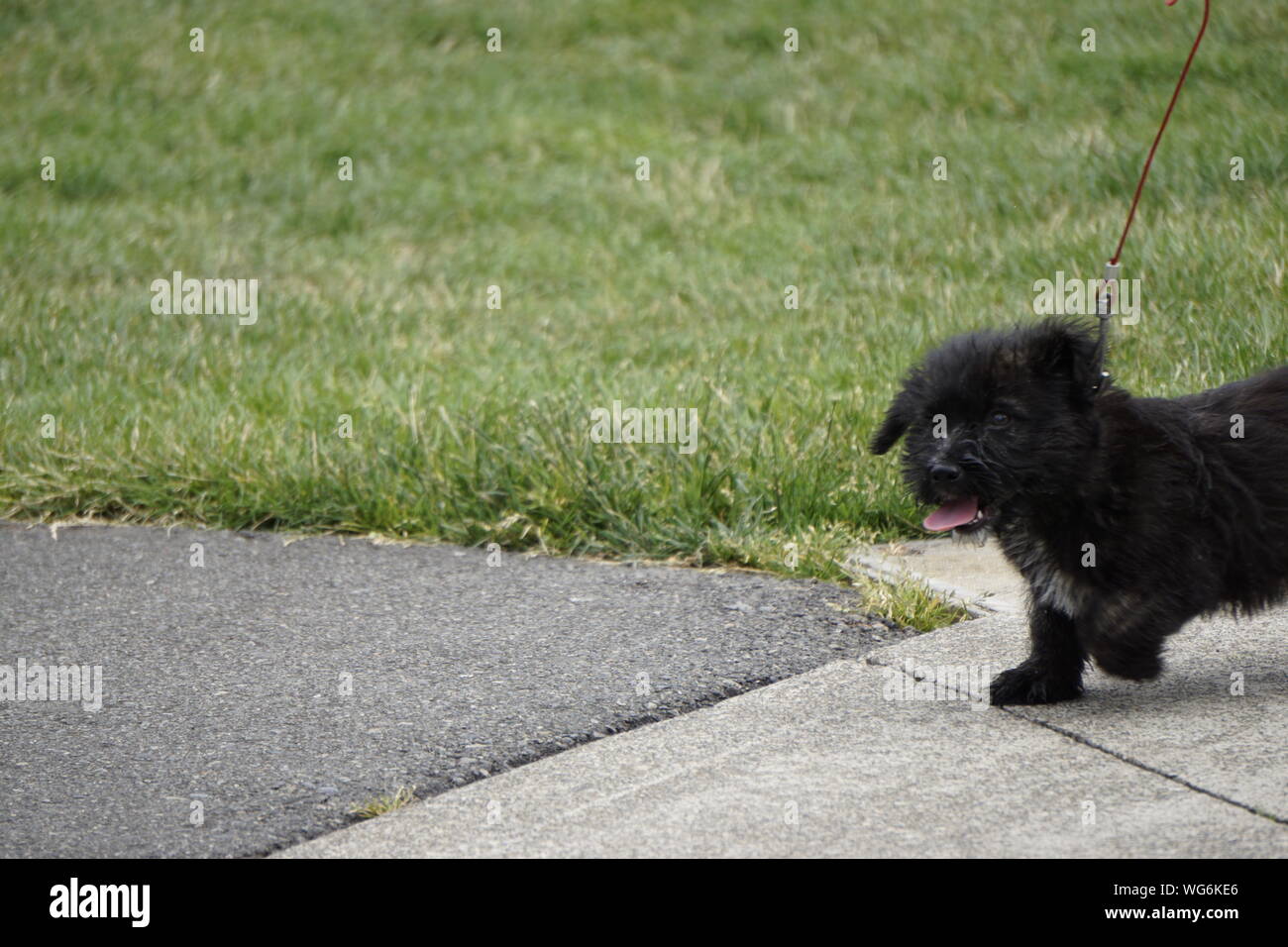 Black man walking dog hi-res stock photography and images - Alamy