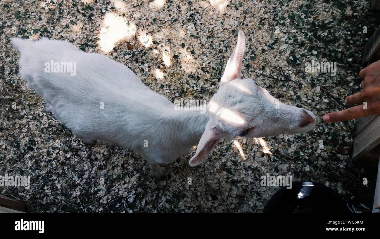 Hand pointing at the animal hi-res stock photography and images - Alamy