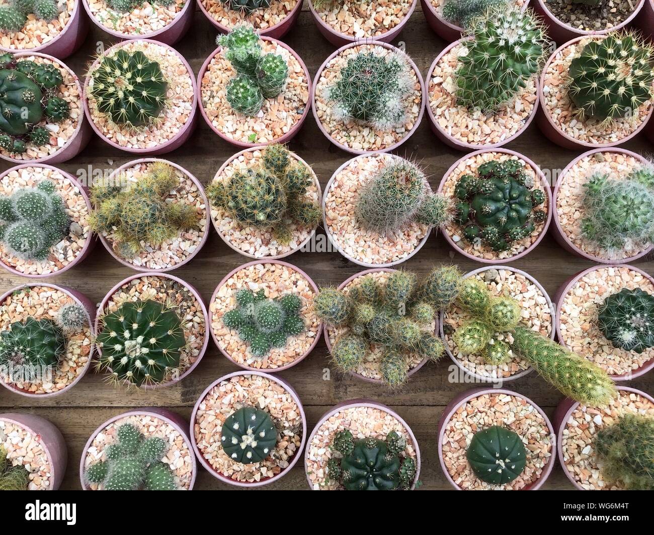 Top view of saguaro cactus hi-res stock photography and images - Alamy
