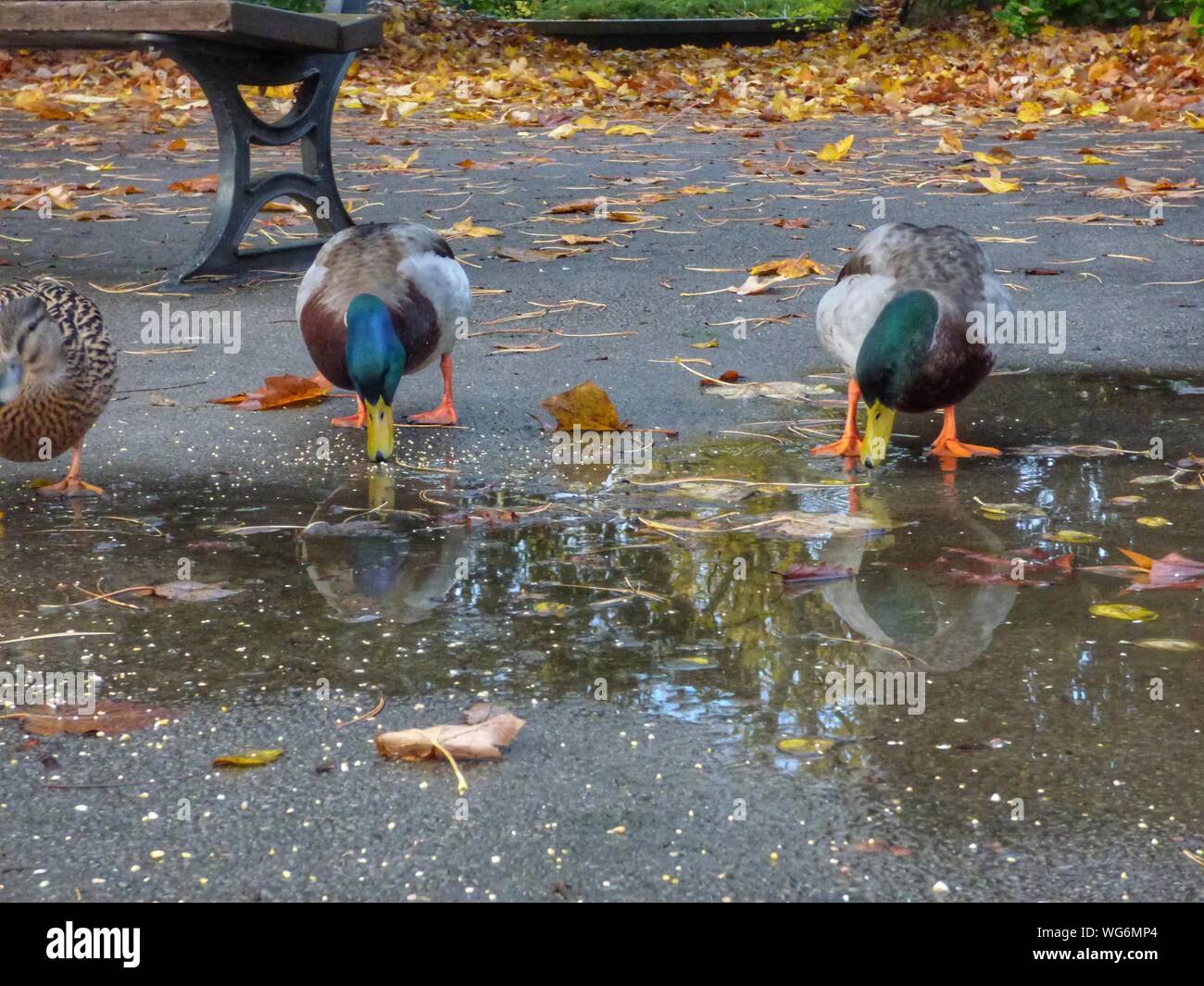 Bird drinking water from puddle animal wildlife hi-res stock ...