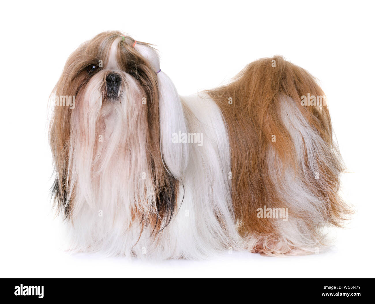 Lhasa apso Cut Out Stock Images & Pictures - Alamy