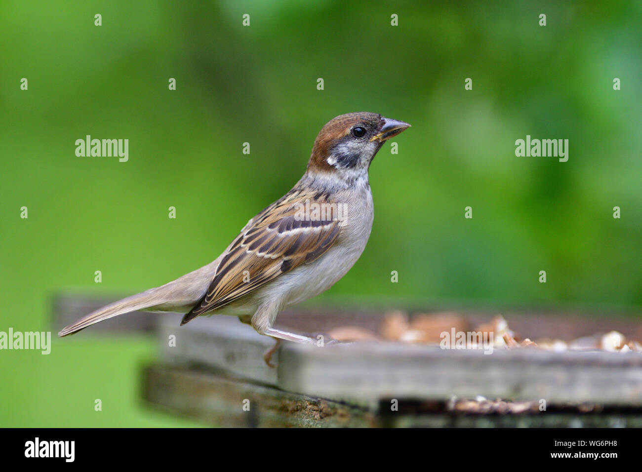 Sunflower seeds great birds hi-res stock photography and images - Alamy