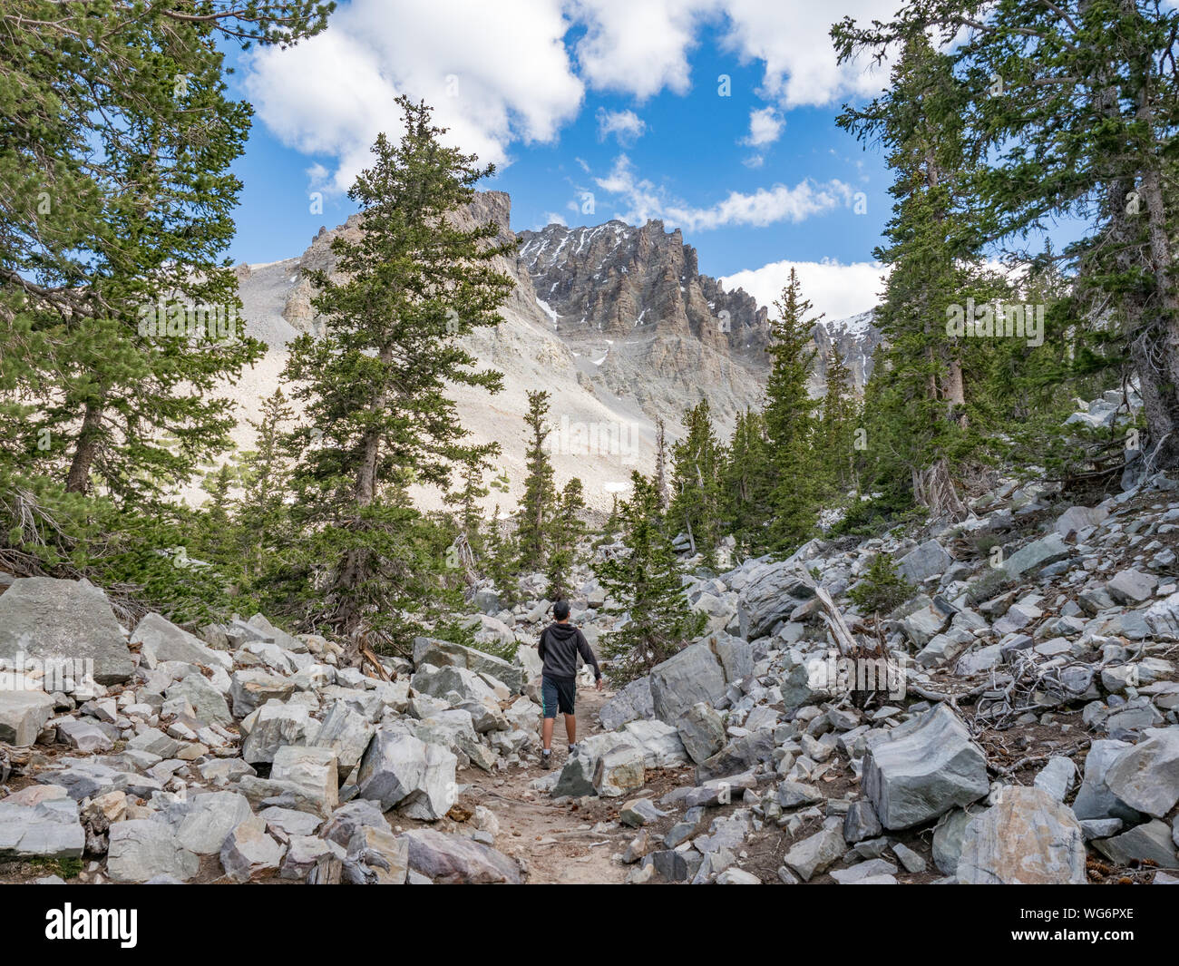 Boy hiking in ancient bristlecone pine forest in Great Basin National ...