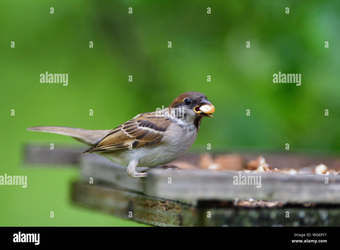 Bird tree sparrow eating sunflower grain and seeds on fodder rack in ...