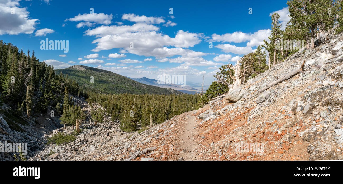 Panorama of trail to ancient bristlecone pine forest in Great Basin ...