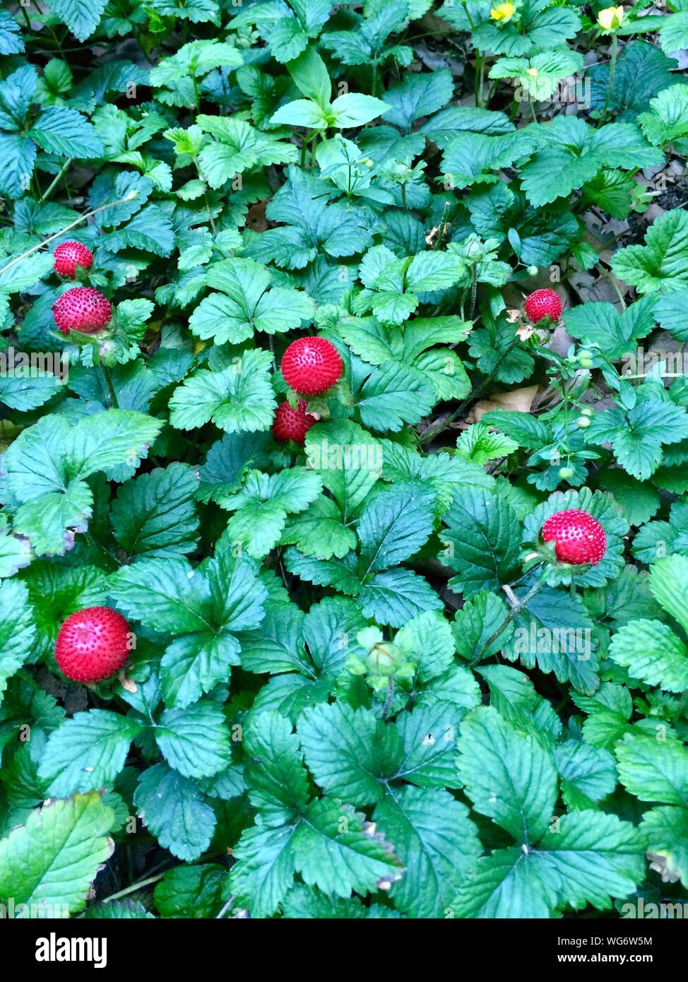 Strawberry field hi-res stock photography and images - Alamy