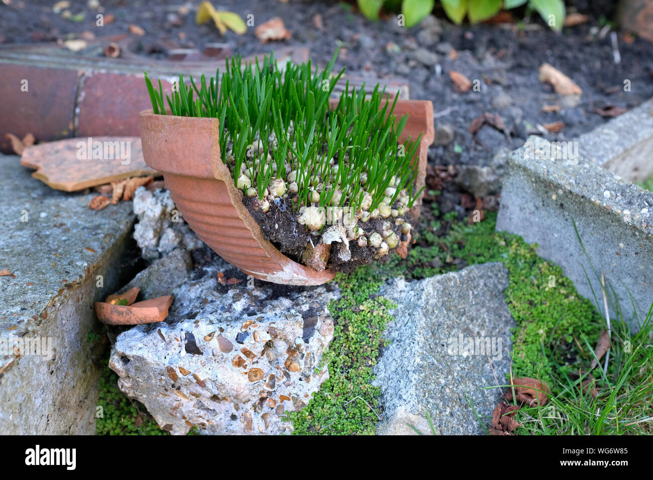 Broken pot garden hi-res stock photography and images - Alamy