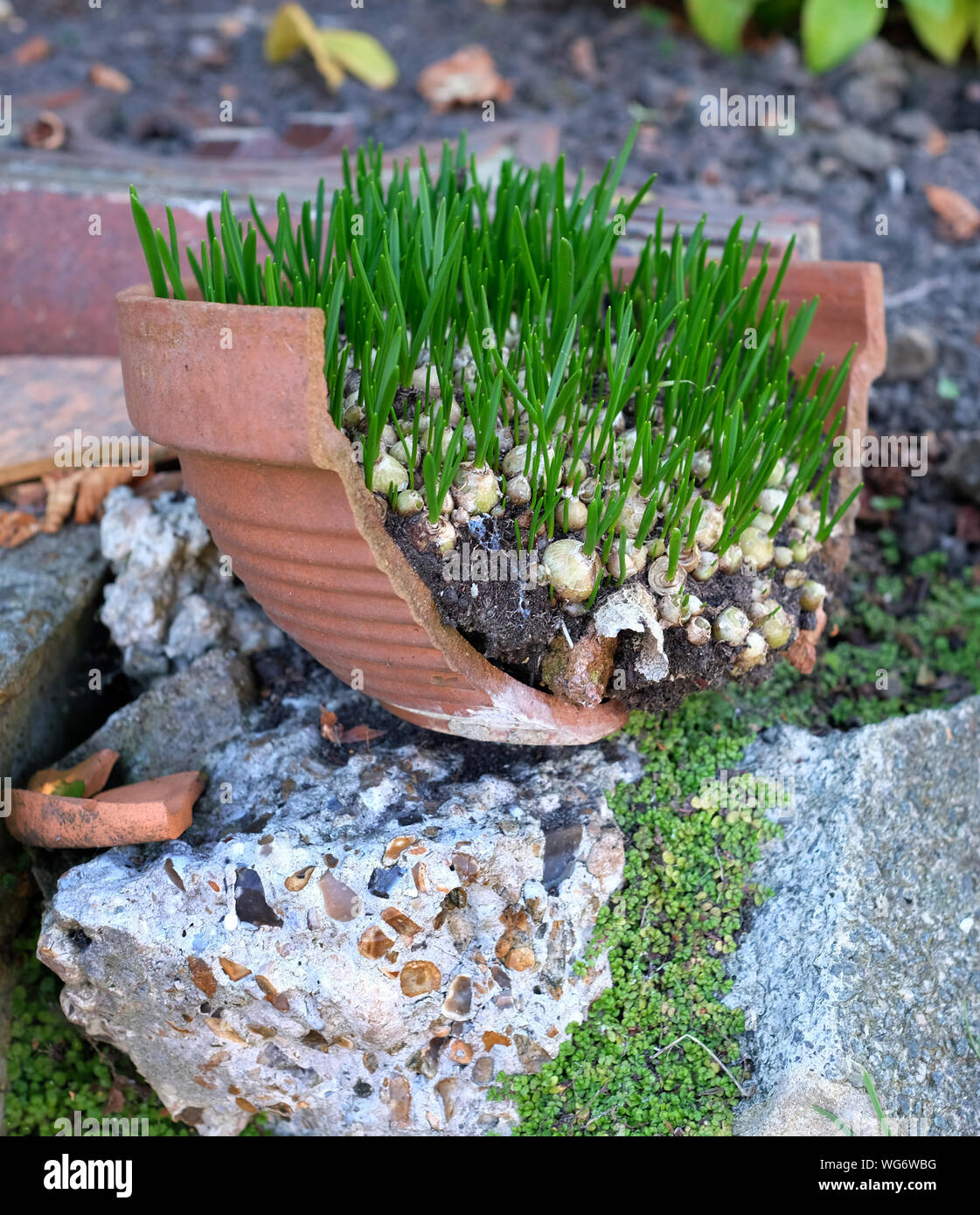 Broken pot garden hi-res stock photography and images - Alamy