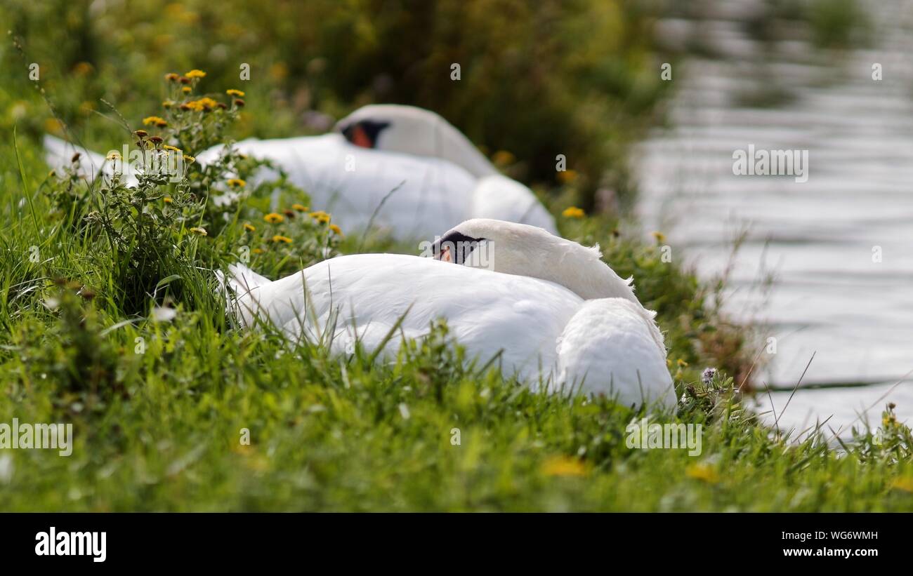 Riverside animals hi-res stock photography and images - Alamy