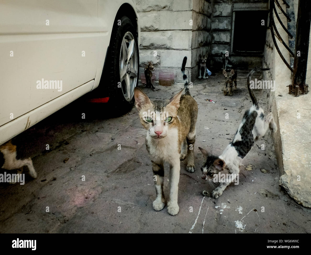 Stray kittens hi-res stock photography and images - Alamy